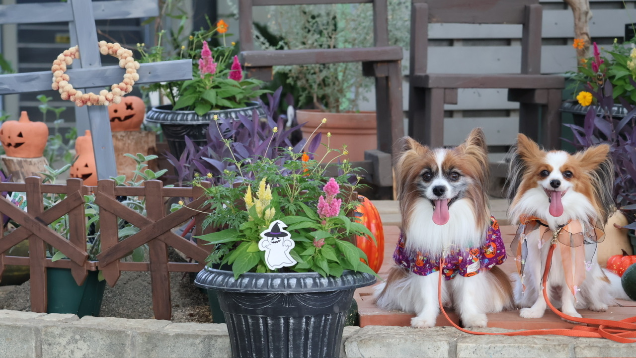 公園へドライブ。: あさは私のビタミン。
