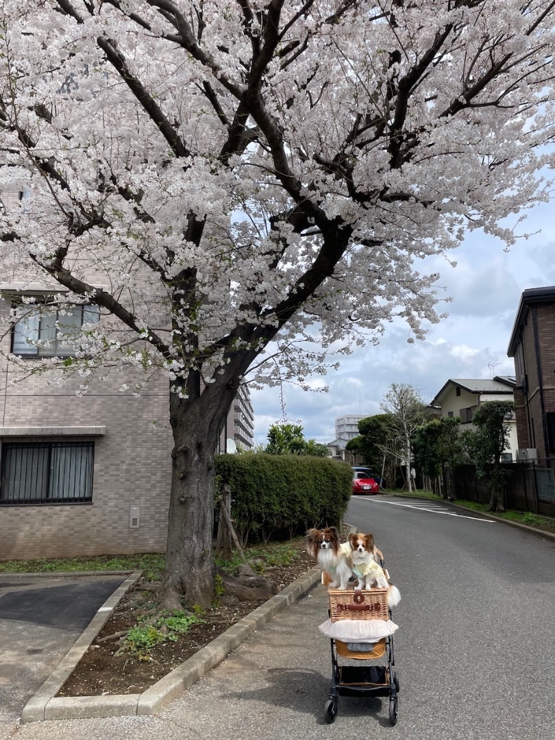 お花見。: あさは私のビタミン。