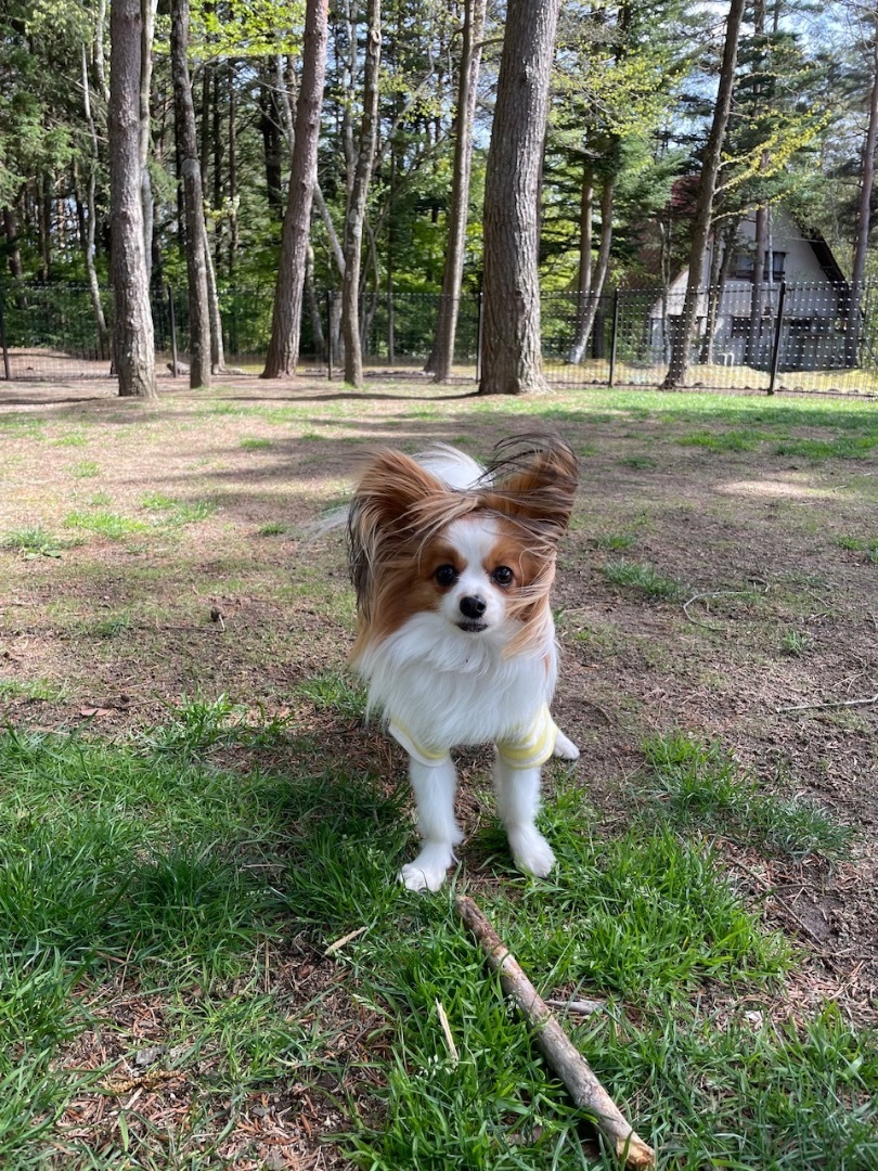 あさゆずと新緑の軽井沢旅行4〜レジーナリゾート軽井沢御影用水〜: あさは私のビタミン。