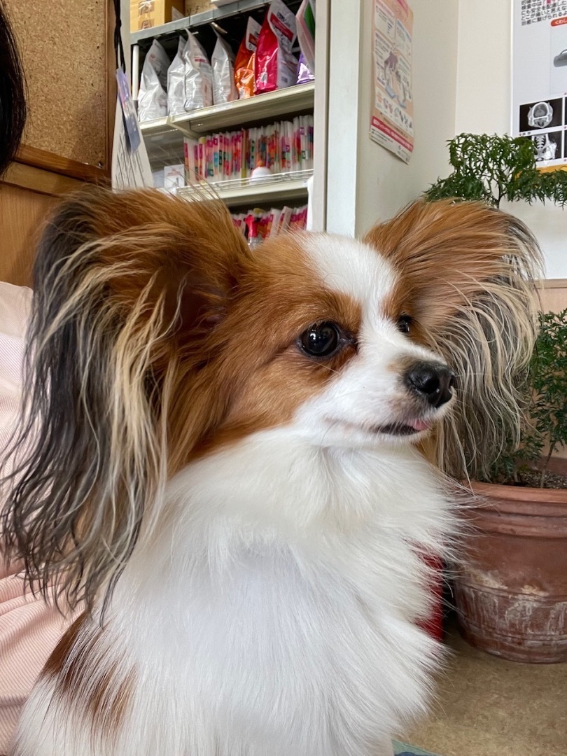 ゆず吐いちゃった。: あさは私のビタミン。