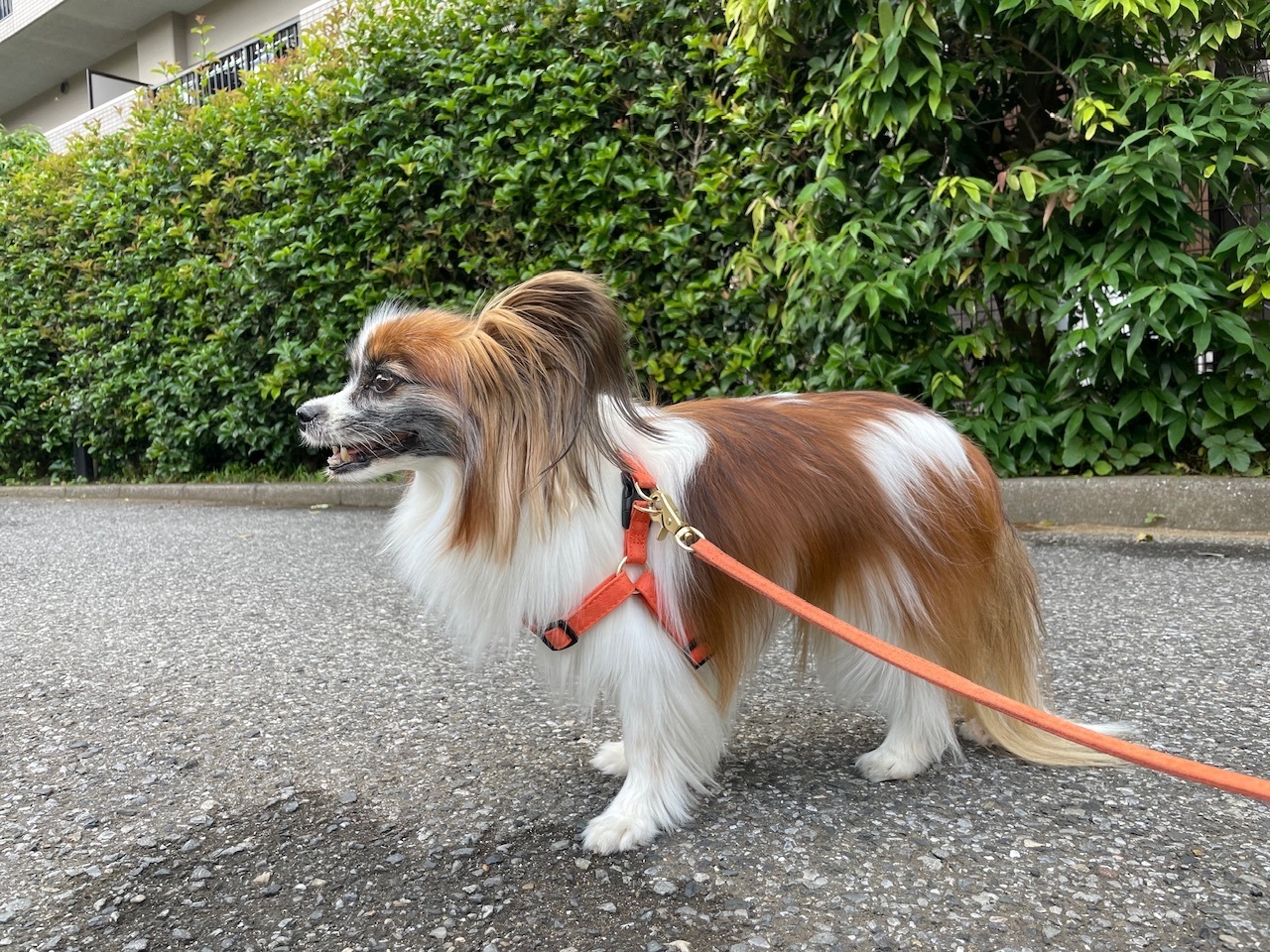 あさに合わせてお散歩: あさは私のビタミン。