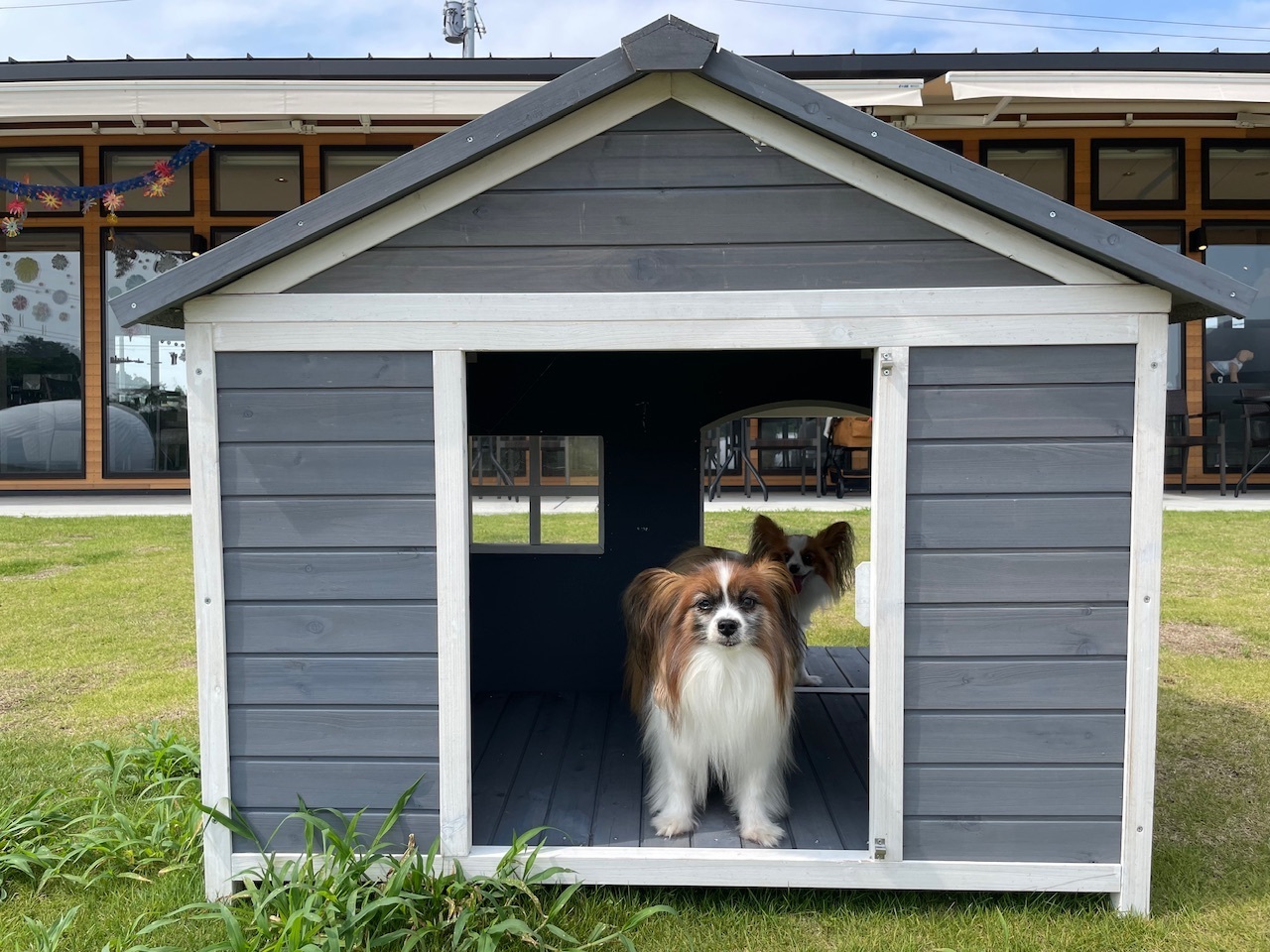 茨城県に新しくできたドッグリゾートに日帰りで行ってみたよ。: あさは私のビタミン。